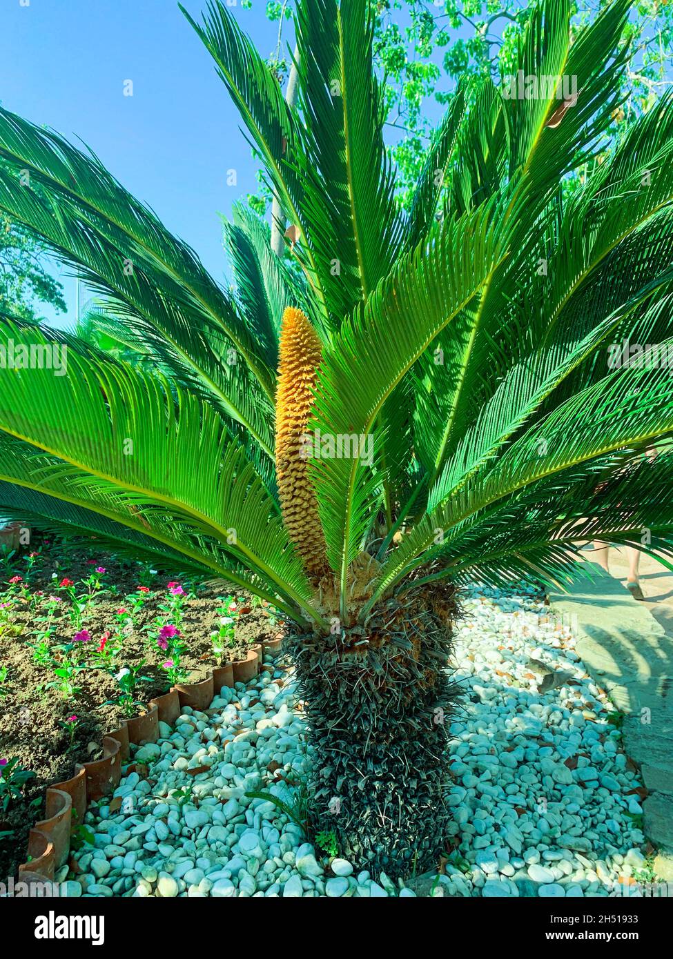 Cycas rumphii Banque de photographies et d’images à haute résolution ...