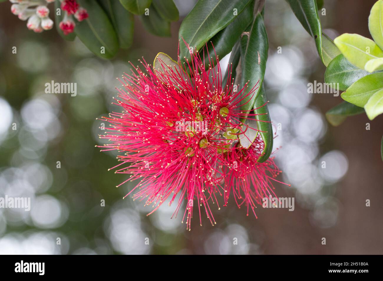 Rata tree Banque de photographies et d’images à haute résolution - Alamy