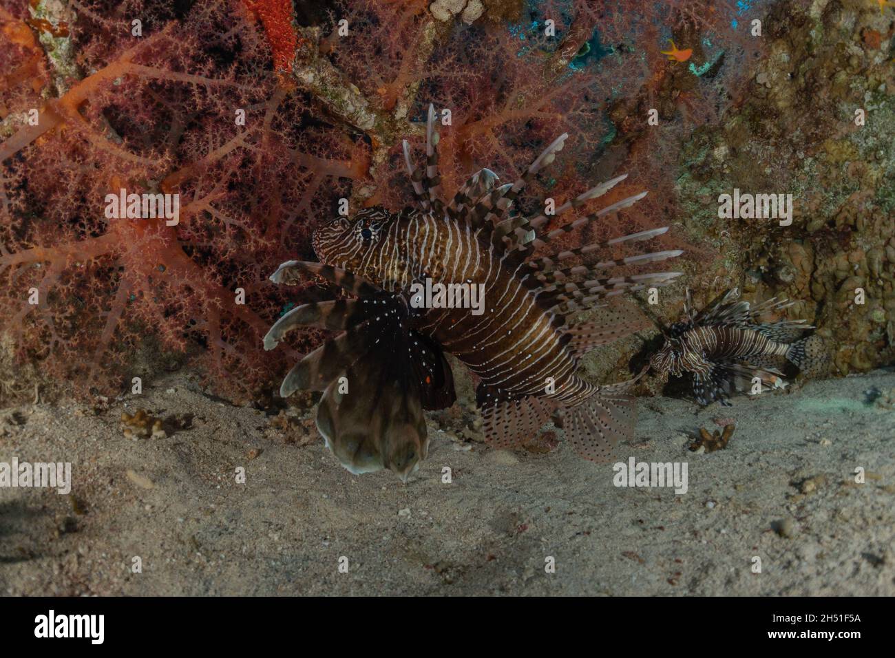 Poisson lion de mer Banque de photographies et d’images à haute ...
