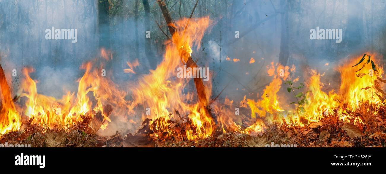 La catastrophe des feux de forêt tropicale d'Amazone est en train de ...