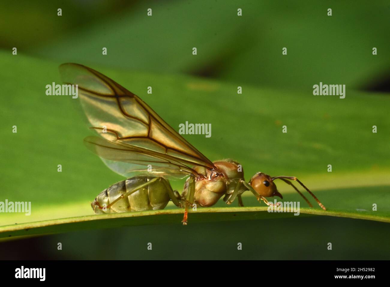 Reine des fourmis tisserandes avec des ailes Banque de photographies et ...