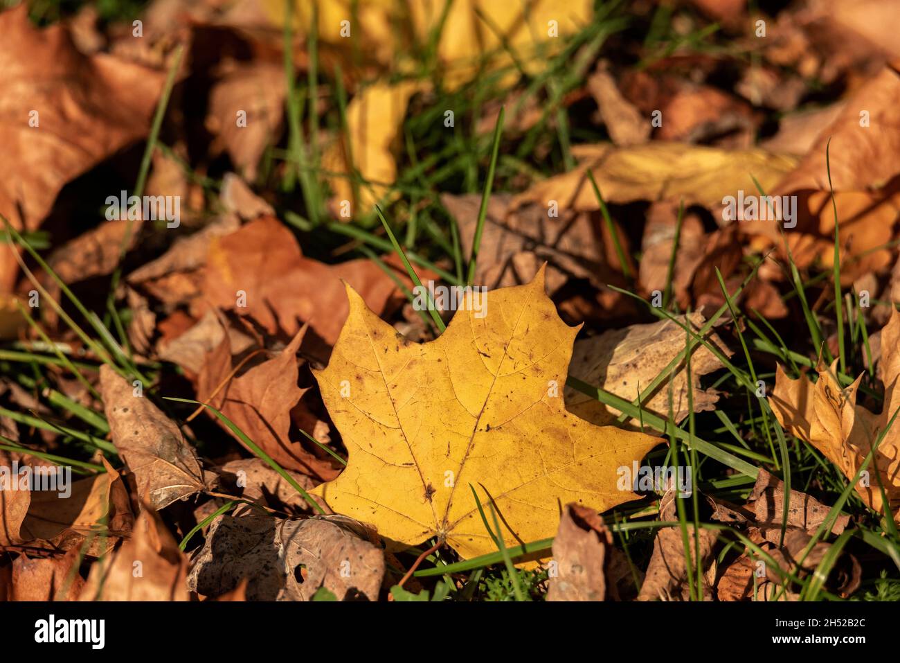Feuilles jaunes et brunes sous les arbres lors d'une journée d'automne ...