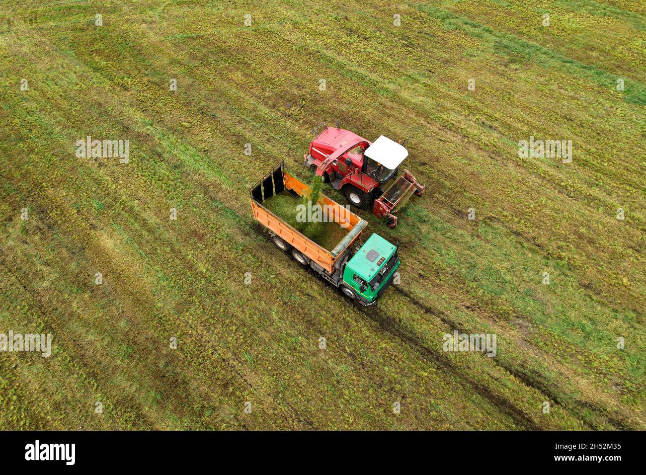 Récolteuse-hacheuse pour la coupe d'herbe pour l'ensilage dans les ...