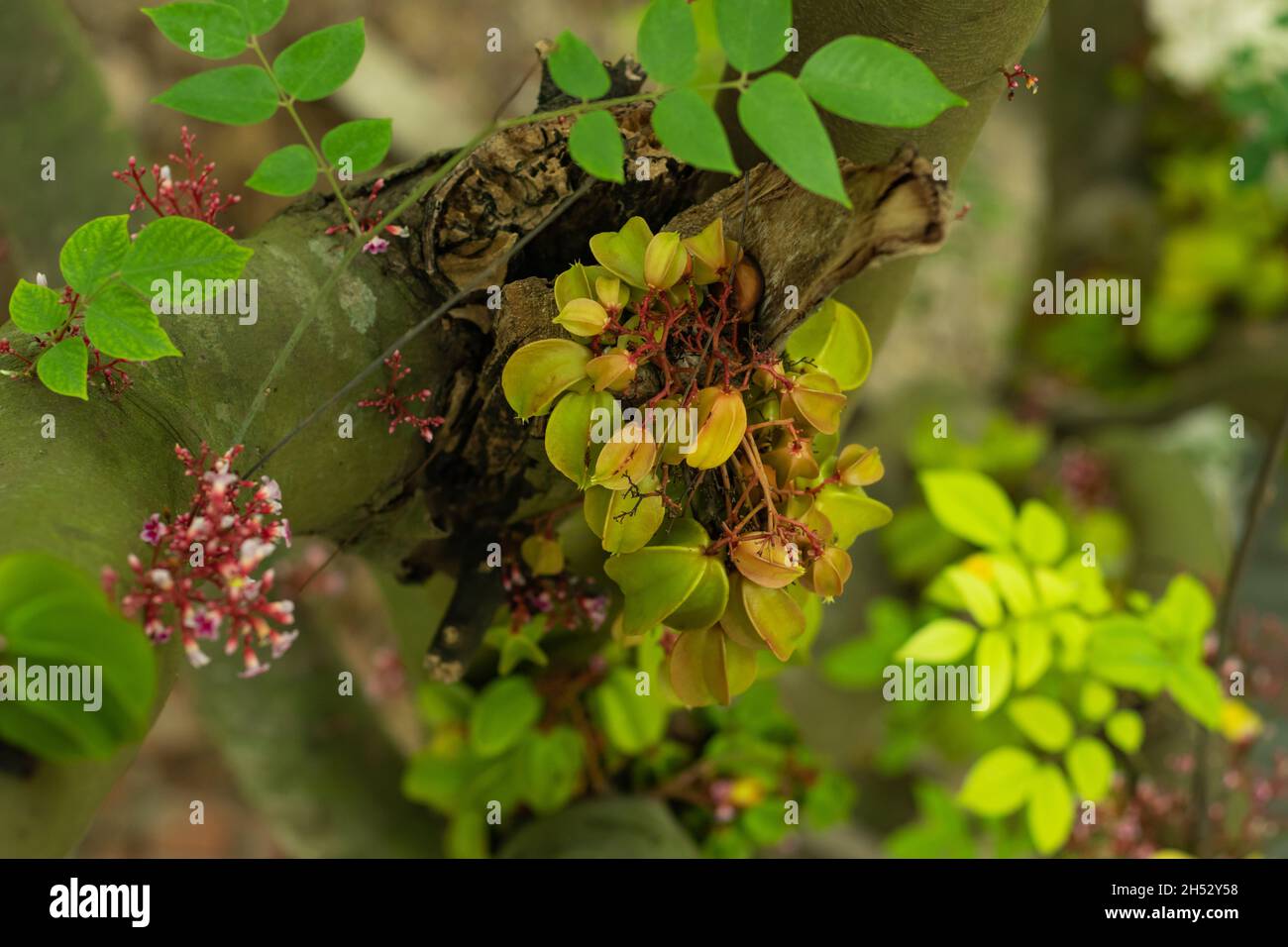 Fruit en forme d'étoile Banque de photographies et d’images à haute ...