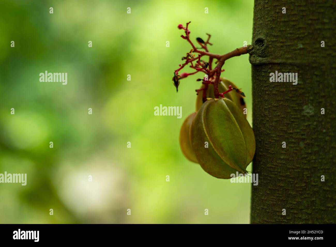 Fruit aigre doux Banque de photographies et d’images à haute résolution ...