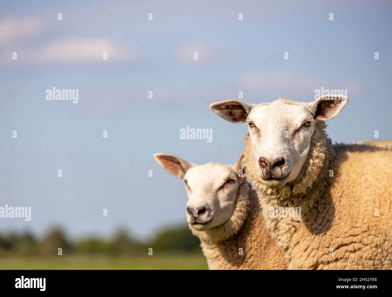 Grande race de mouton Banque de photographies et d’images à haute ...