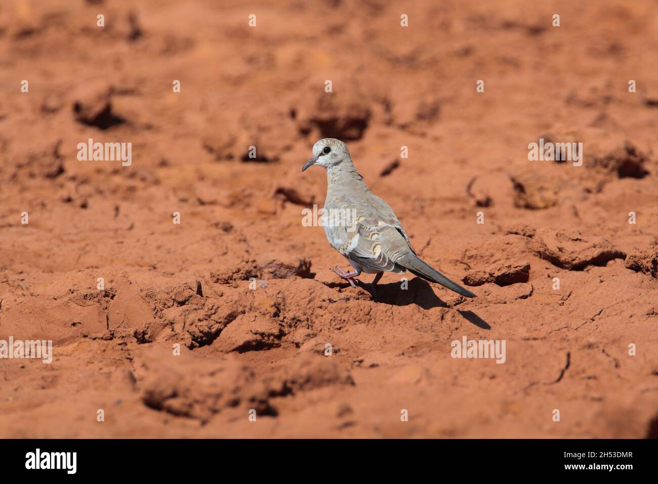 Oena capensis capensis Banque de photographies et d’images à haute ...