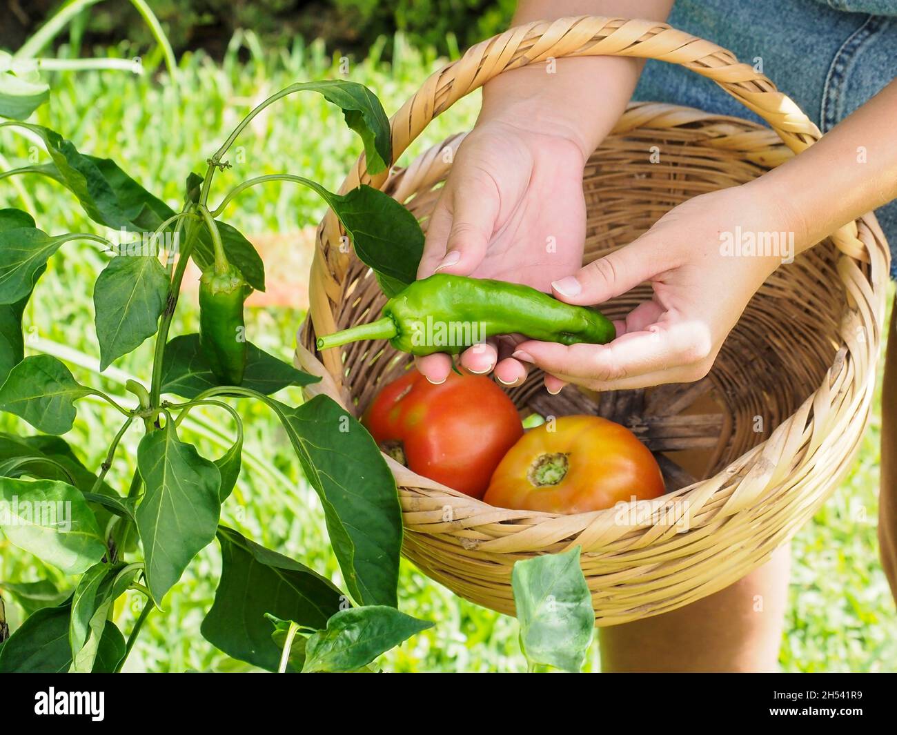 Tomate agricole Banque de photographies et d’images à haute résolution ...