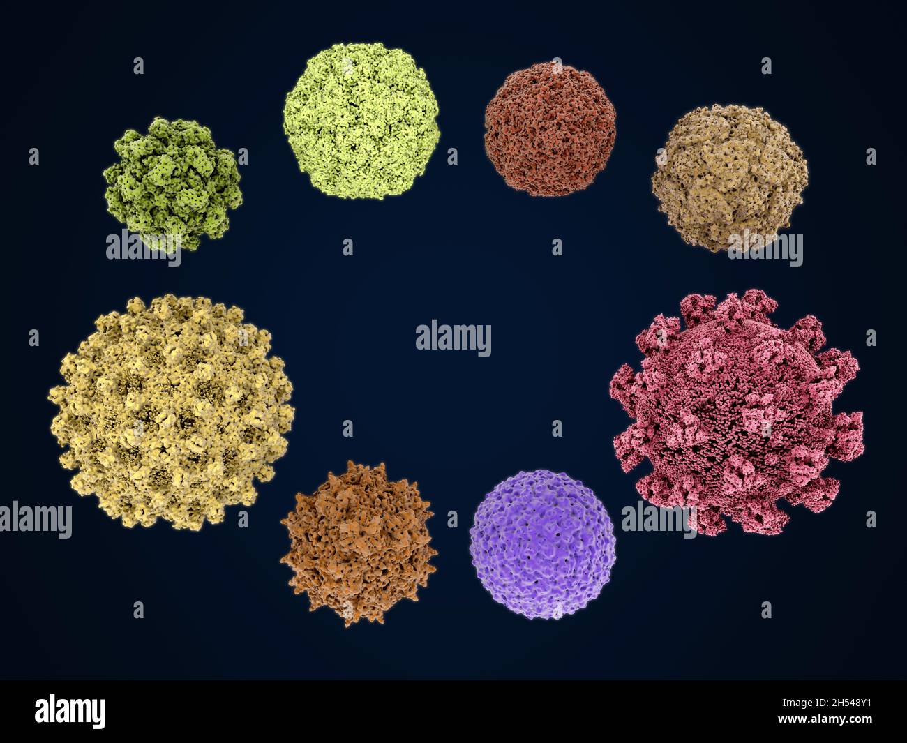 Virus de la dengue microscopie Banque de photographies et d’images à ...