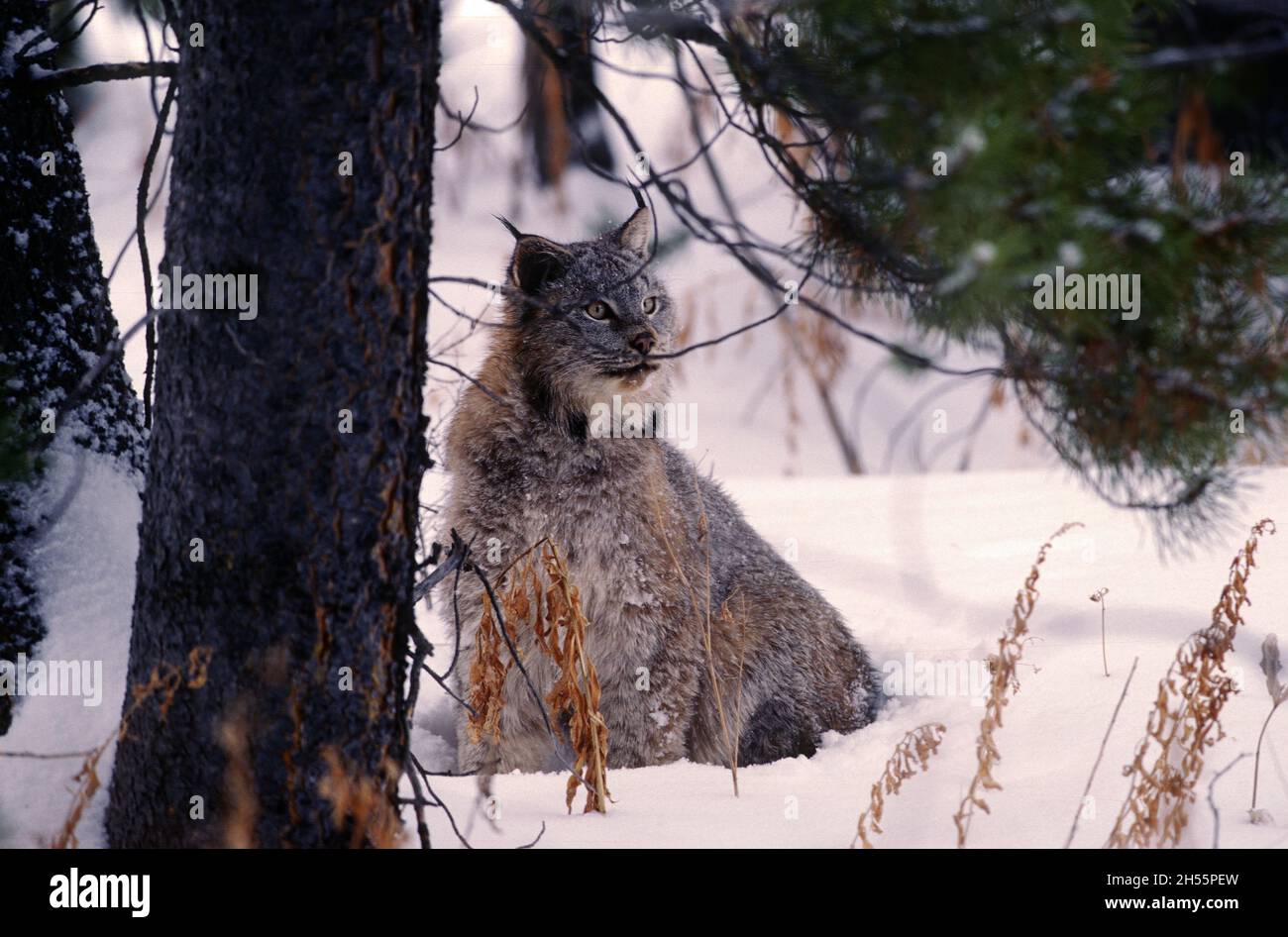 Lynx roux et furtif Banque de photographies et d’images à haute ...