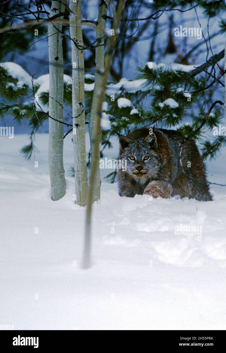Lynx roux et furtif Banque de photographies et d’images à haute ...