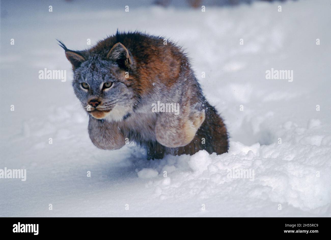 Lynx roux et furtif Banque de photographies et d’images à haute ...