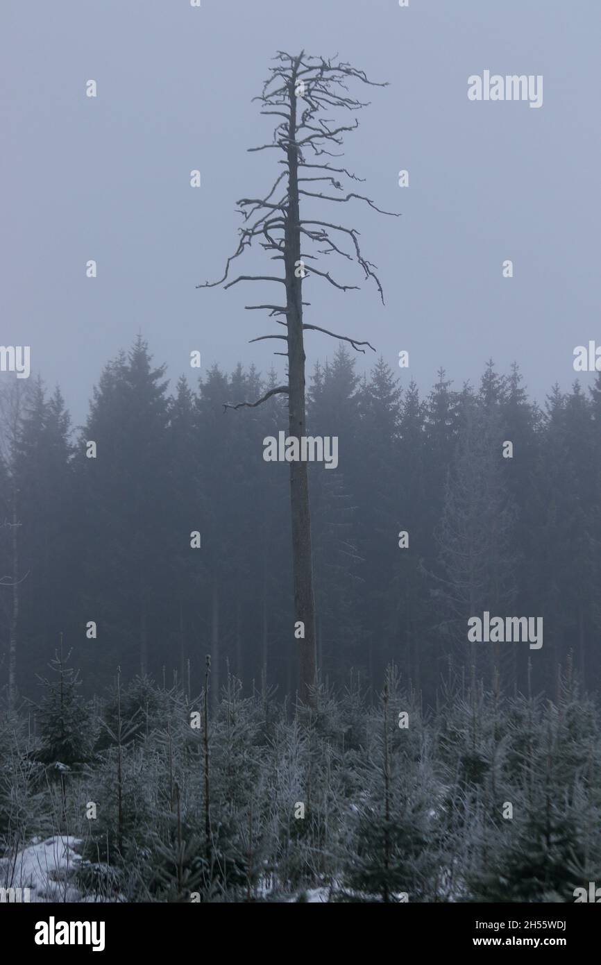 Last tree standing Banque de photographies et d’images à haute ...