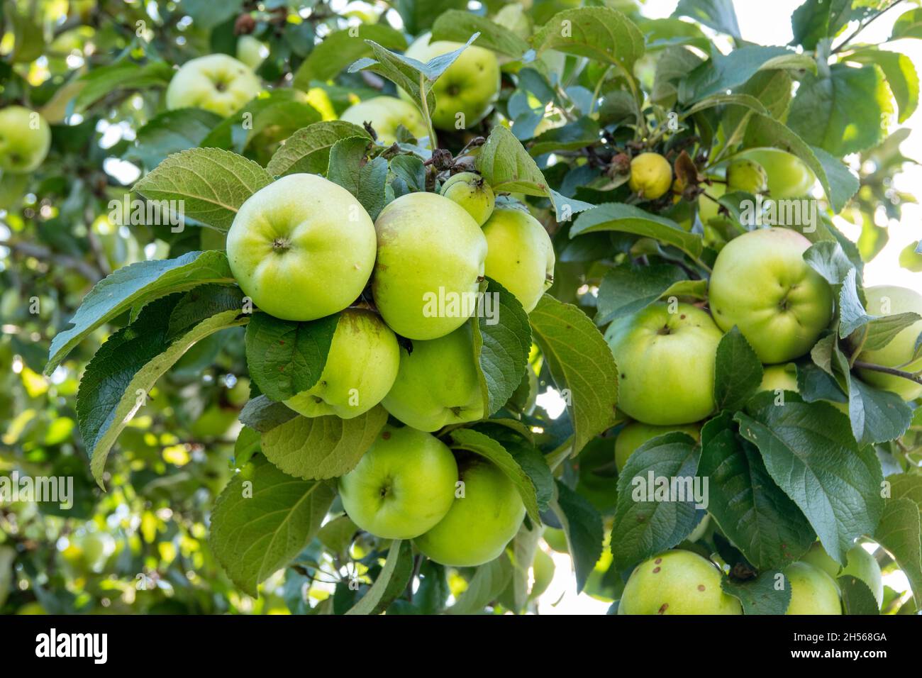 Gros plan d'un bouquet de pommes rouges bio biologiques poussant sur ...