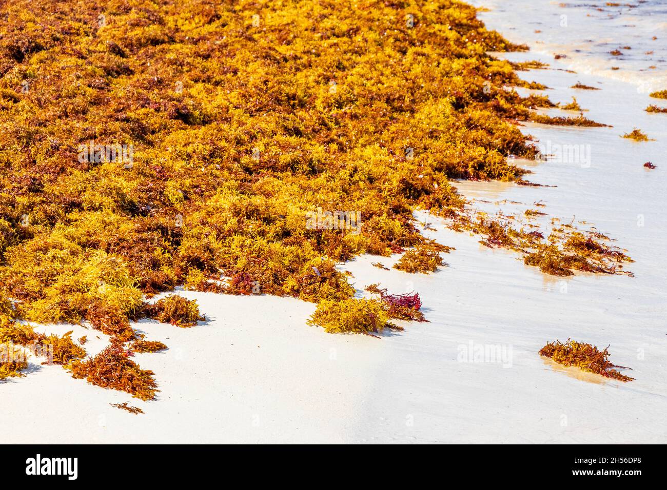 Il y a beaucoup d'algues rouges très dégoûtantes sargazo à la plage ...