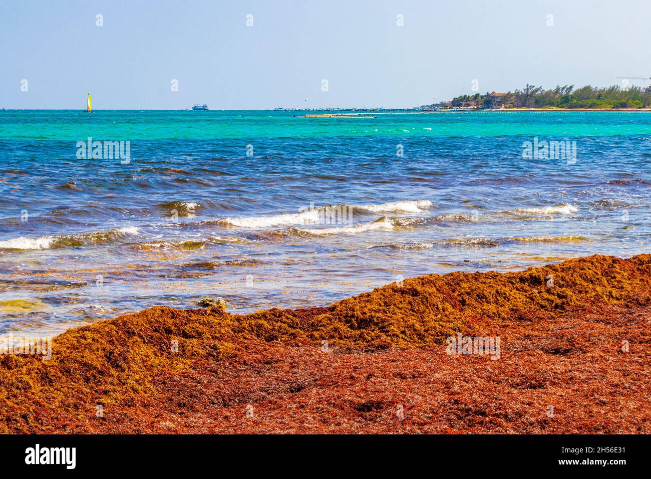 Il y a beaucoup d'algues rouges très dégoûtantes sargazo à la plage ...