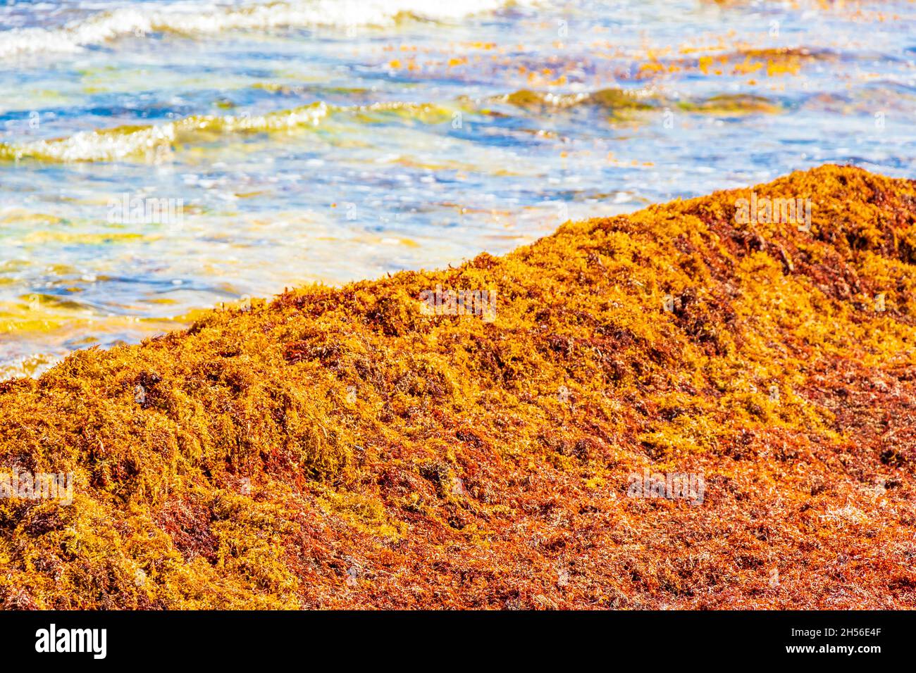 Il y a beaucoup d'algues rouges très dégoûtantes sargazo à la plage ...