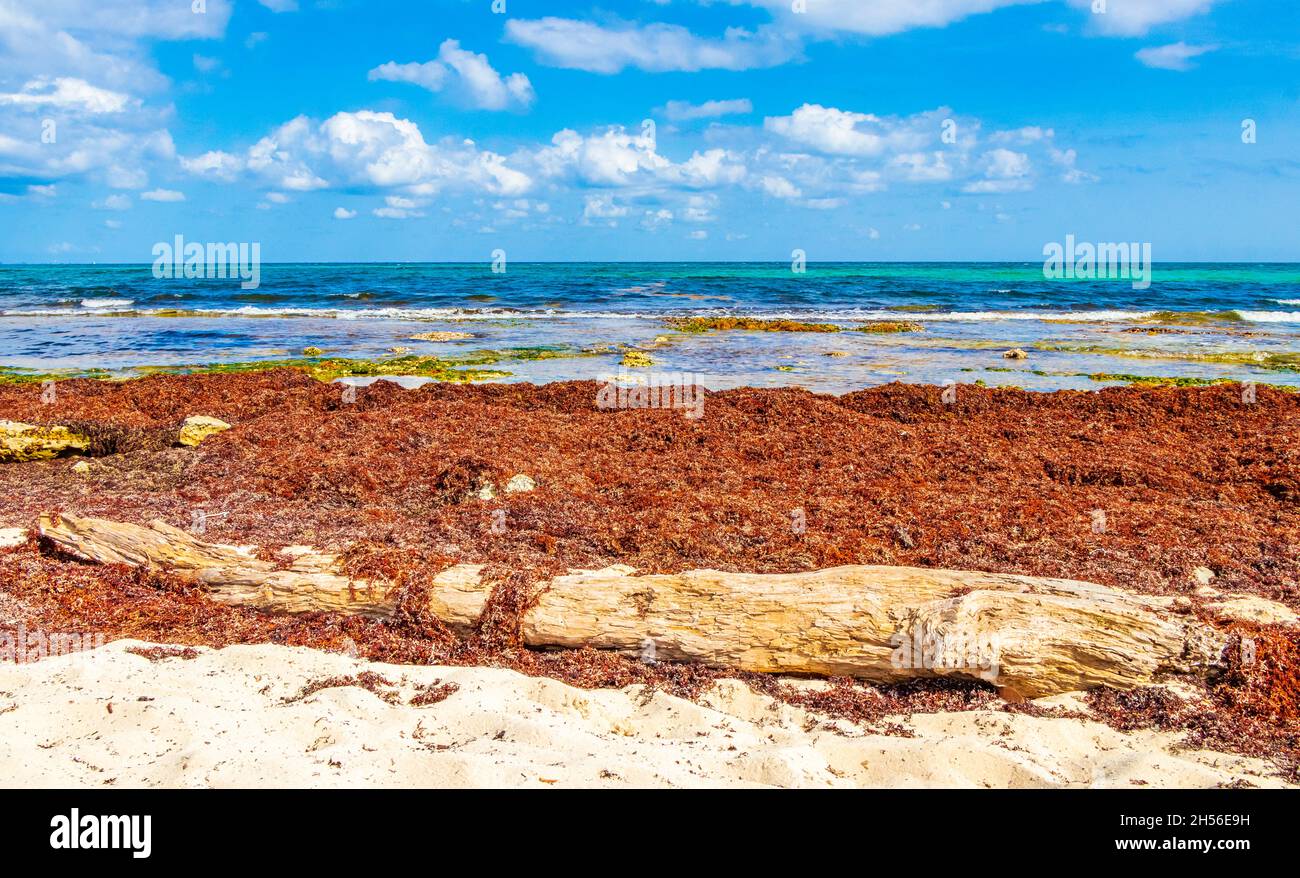 Il y a beaucoup d'algues rouges très dégoûtantes sargazo à la plage ...