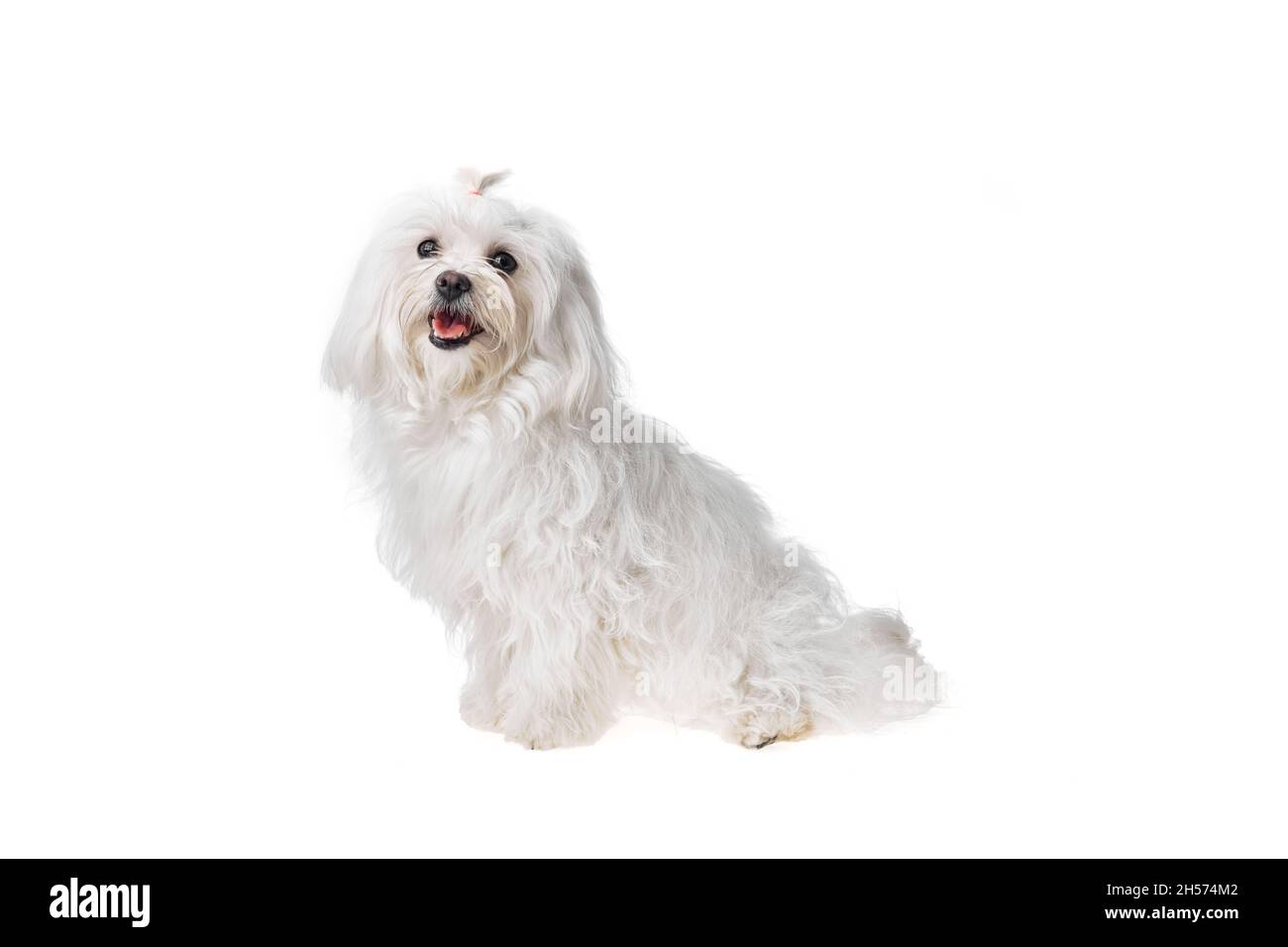 Bicon maltais Banque de photographies et d’images à haute résolution ...