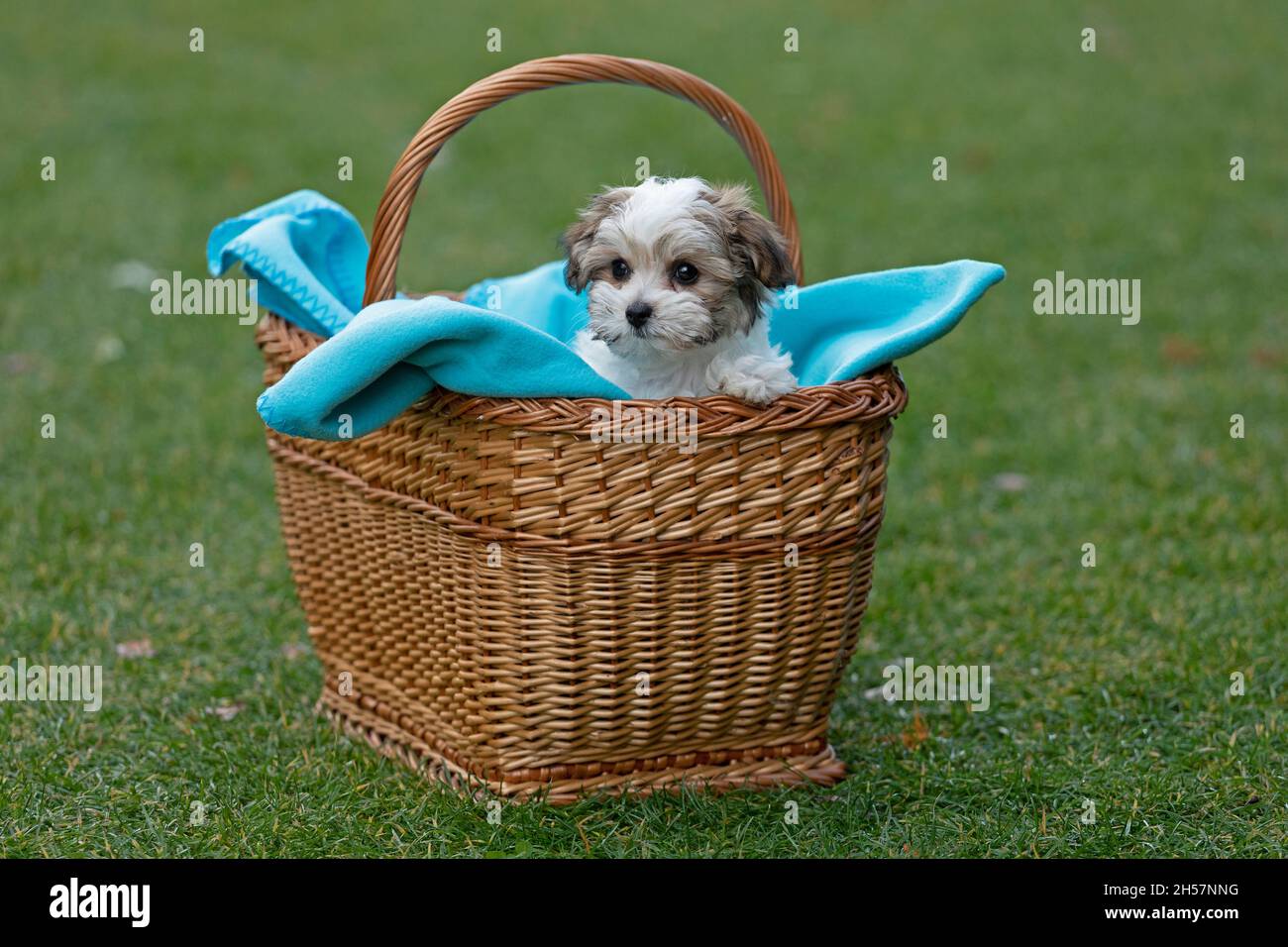Bolonka Zwetna jouet chien pup dans son panier, bichon, Allemagne Photo ...