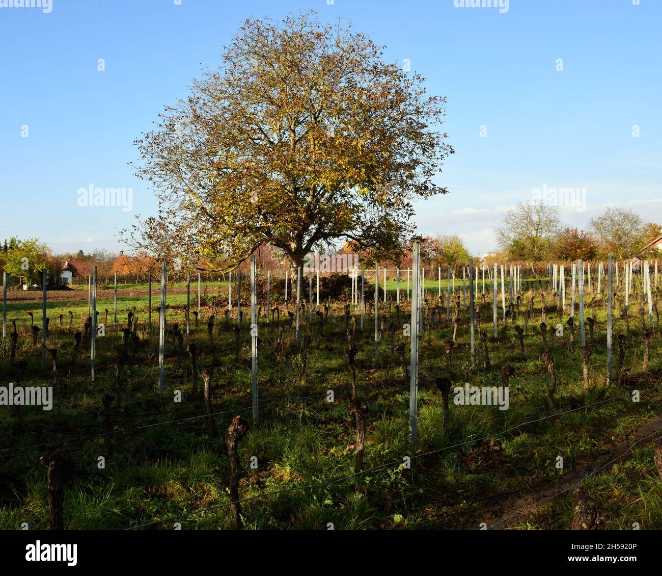 Paysage de vigne Banque de photographies et d’images à haute résolution ...
