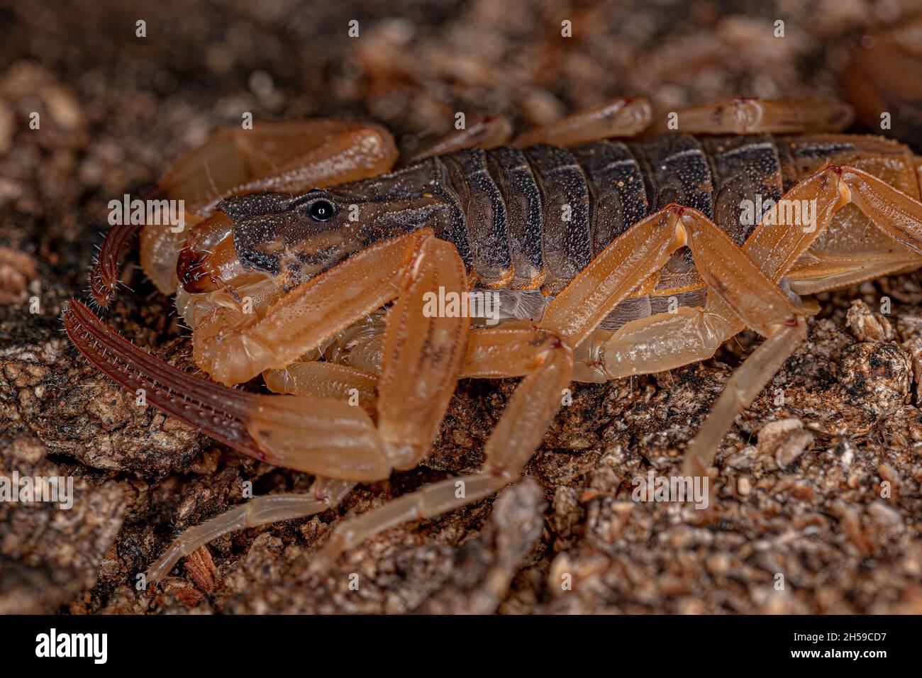 Scorpion jaune du brésil Banque de photographies et d’images à haute ...