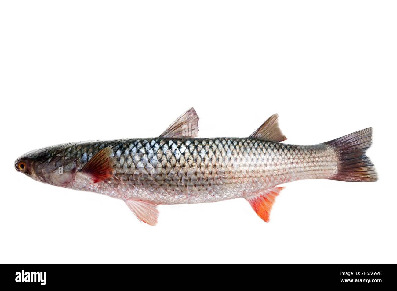 Poisson mort sur la plage Banque d'images détourées - Alamy