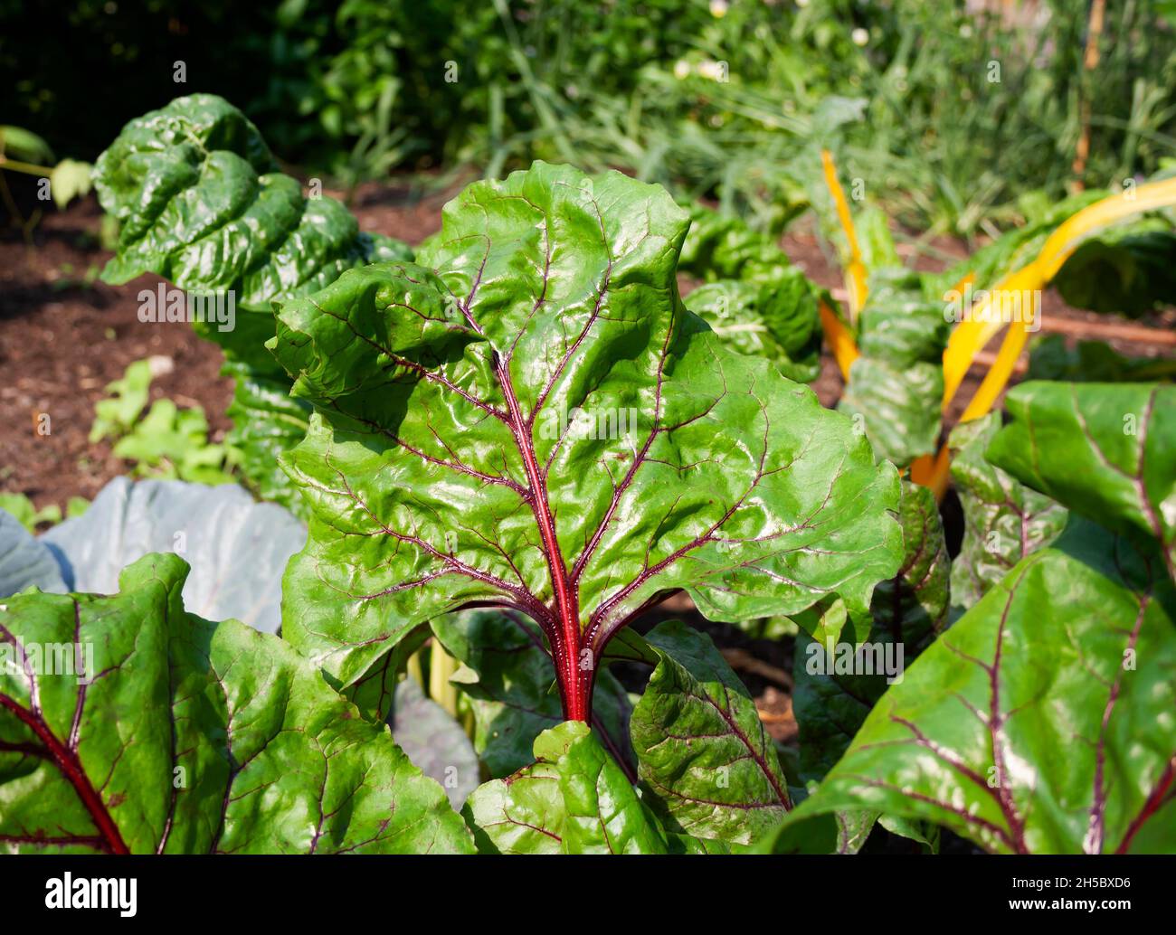 Feuilles de blette Banque de photographies et d’images à haute ...