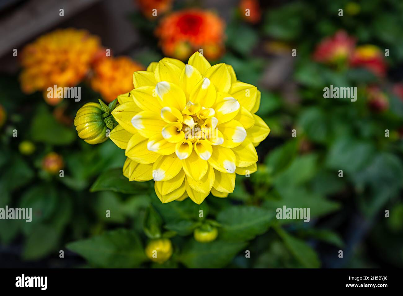 Pétales aux pointes vertes Banque de photographies et d’images à haute ...