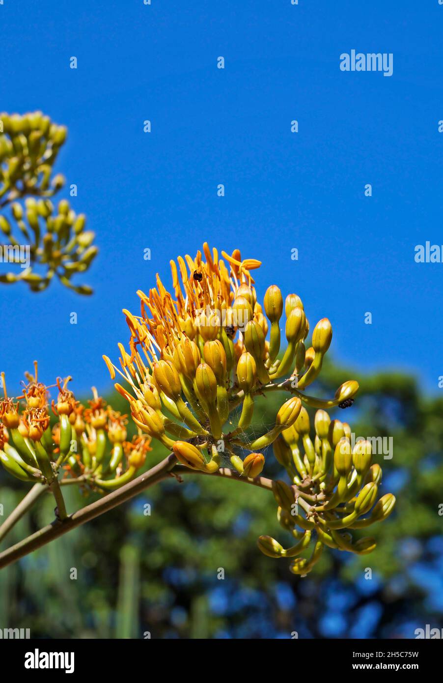 Agave en fleurs Banque de photographies et d’images à haute résolution ...