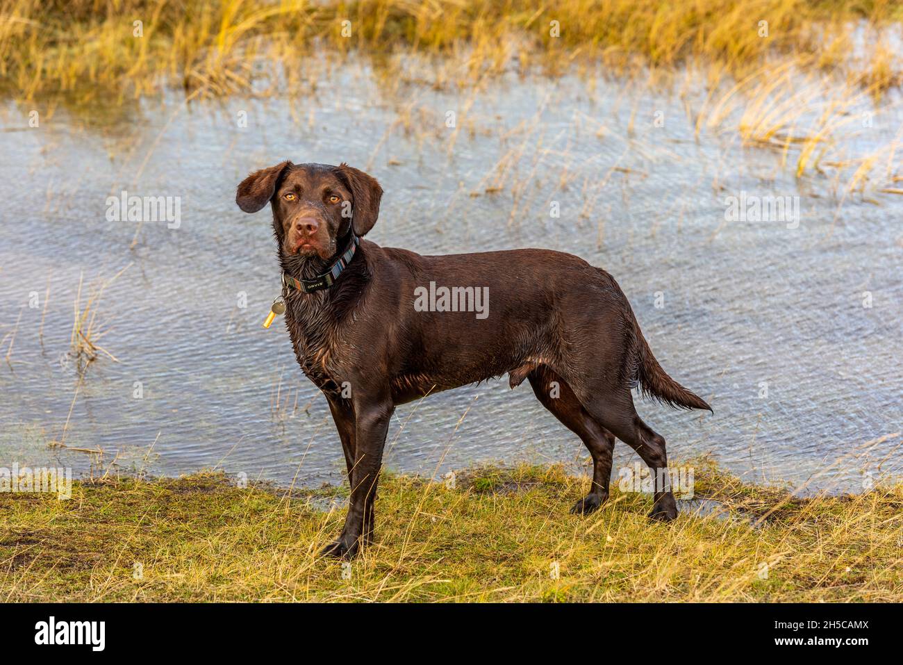 labrador springer spaniel cross, labradinger, springerdor, springador ...