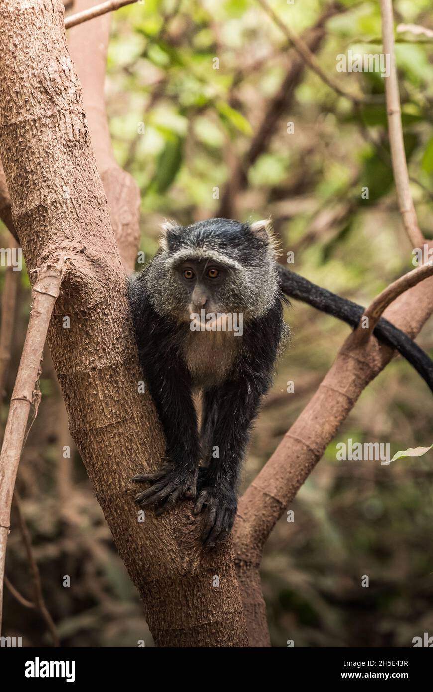 Singes bleus Banque de photographies et d’images à haute résolution ...