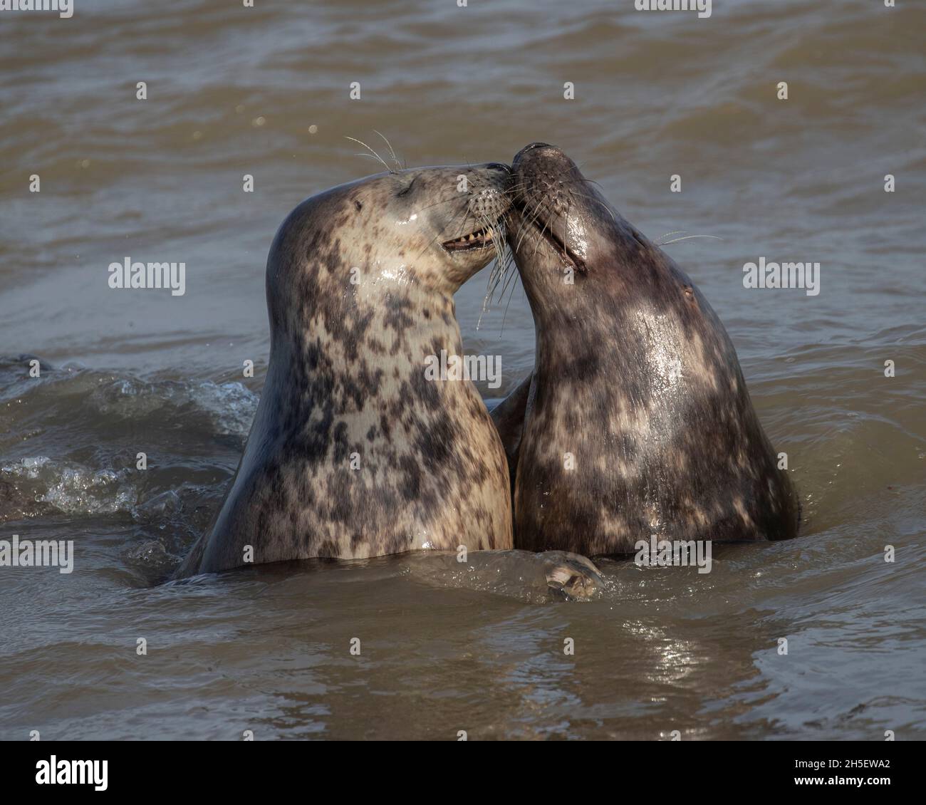 Accouplement des phoques gris Banque de photographies et d’images à ...