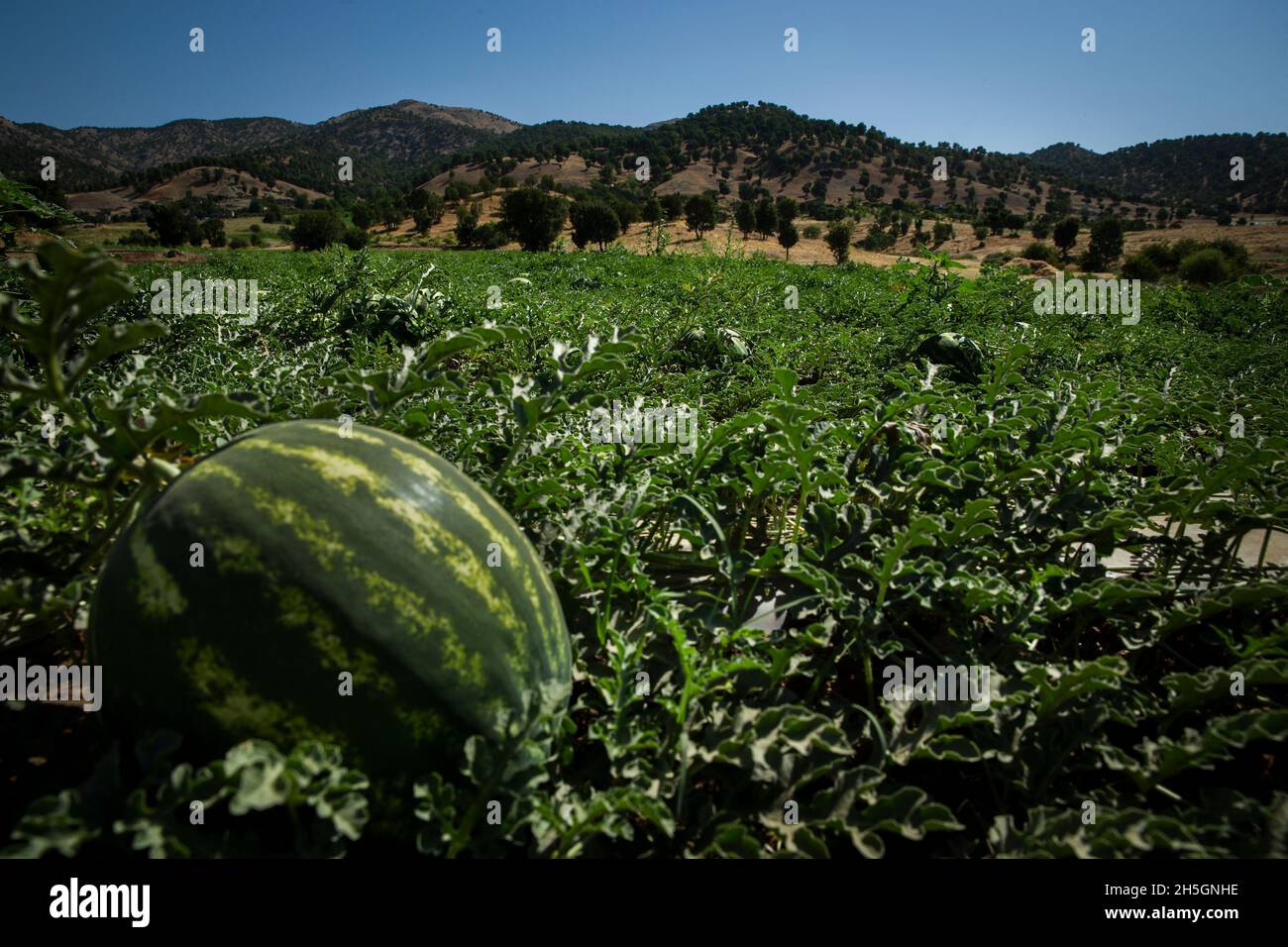 Mine anti personnel Banque de photographies et d’images à haute ...