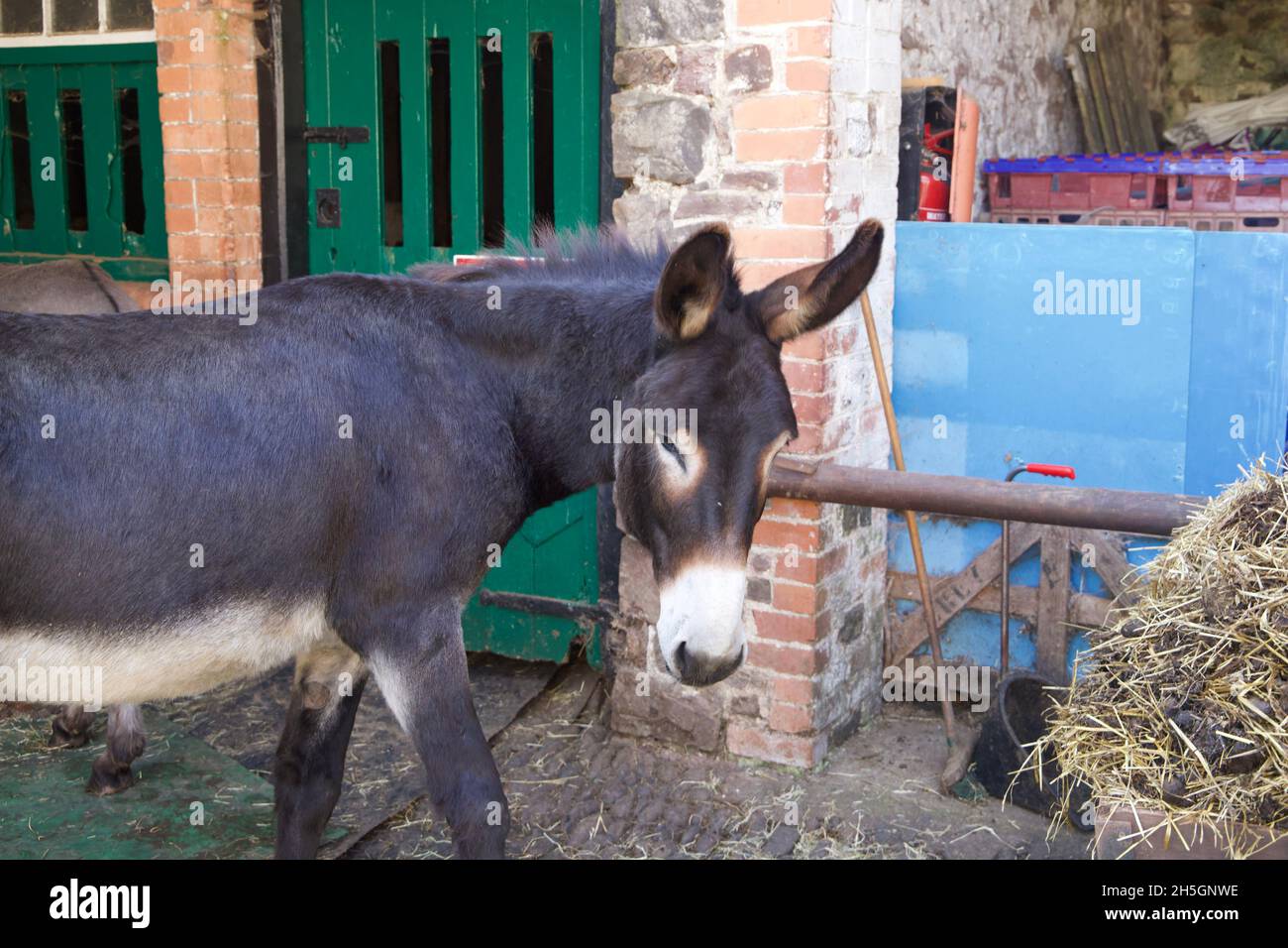 Donkey farm gate Banque de photographies et d’images à haute résolution ...