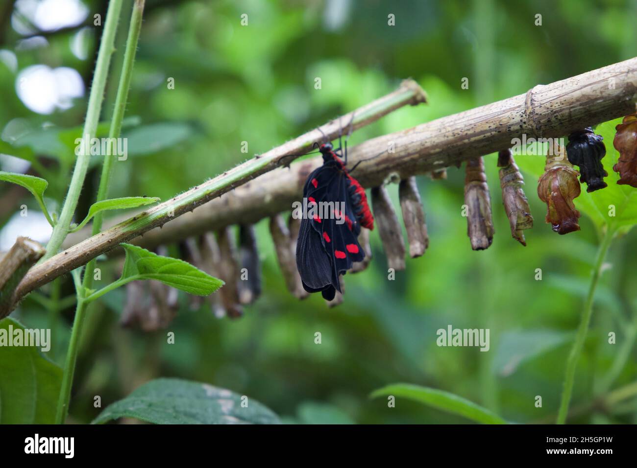 Cocon d'insectes Banque de photographies et d’images à haute résolution ...