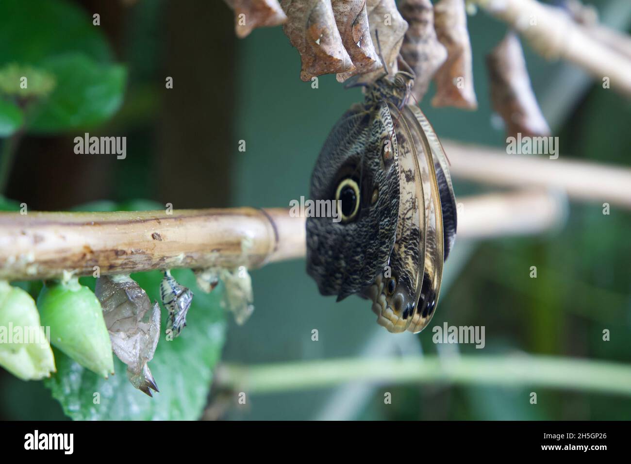Papillon hibou géant Banque de photographies et d’images à haute ...