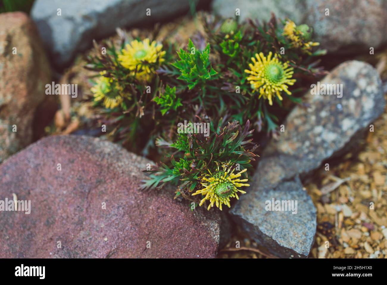 Plante de soleil d'isopogon jaune d'Australie indigène en plein air ...
