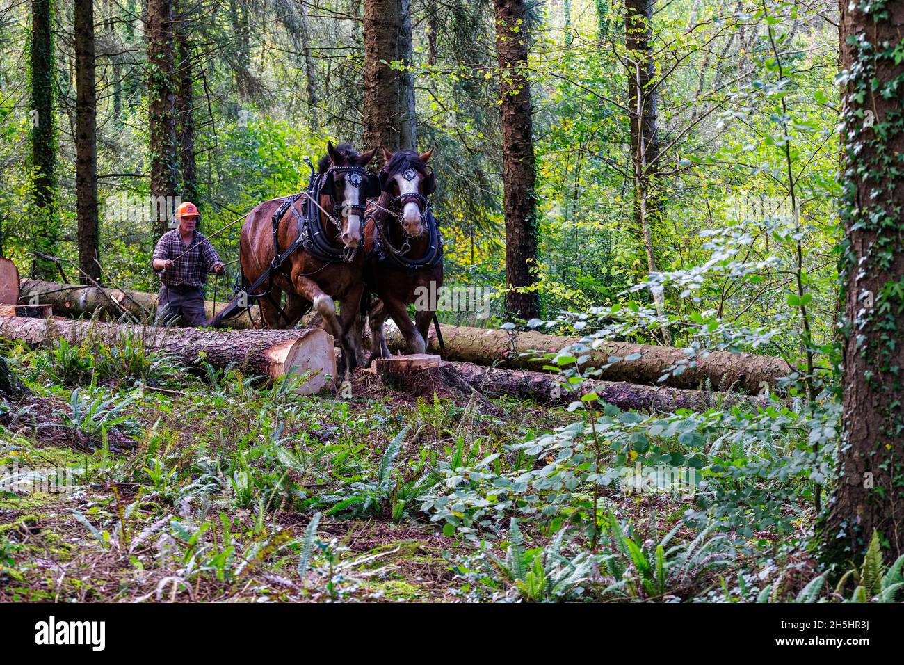 Timber extraction Banque de photographies et d’images à haute ...
