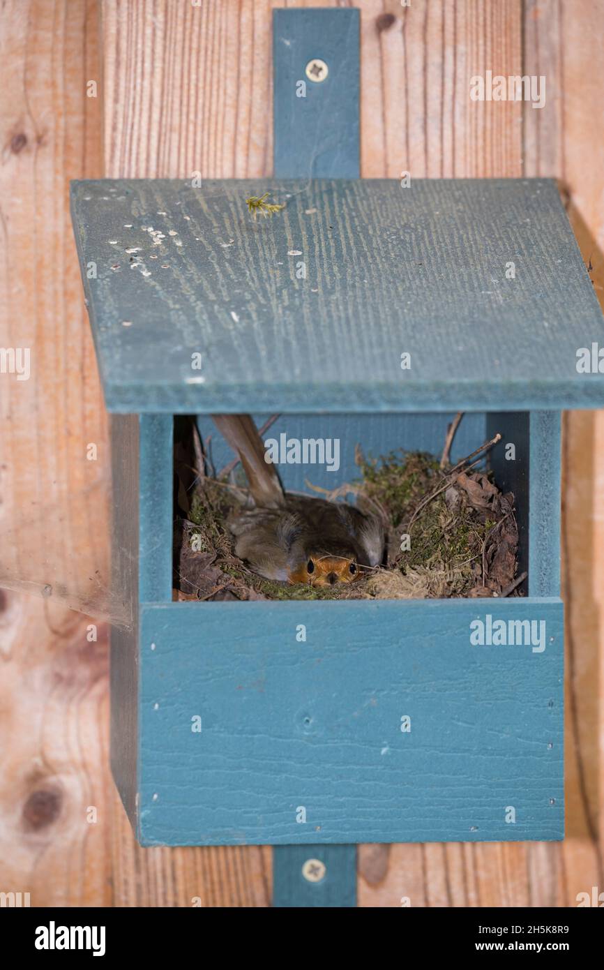 Rotkehlchen, bühlbach, Nest,Erithacus rubecula, robin, robin européen ...