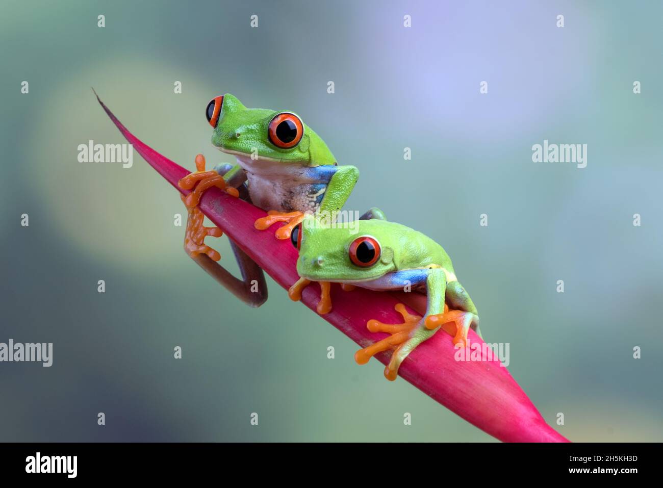 Grenouilles adorables Banque de photographies et d’images à haute ...