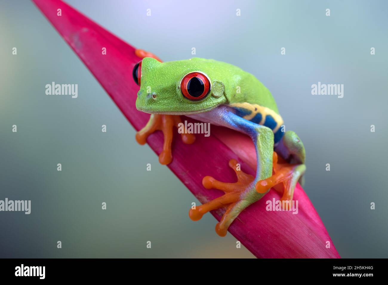 Grenouilles adorables Banque de photographies et d’images à haute ...