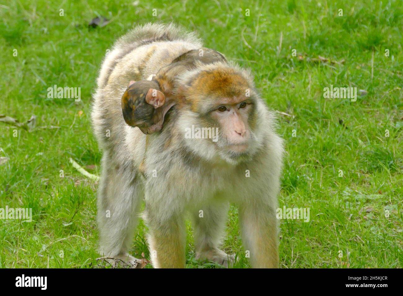 Bébé singe avec sa mère Banque de photographies et d’images à haute ...
