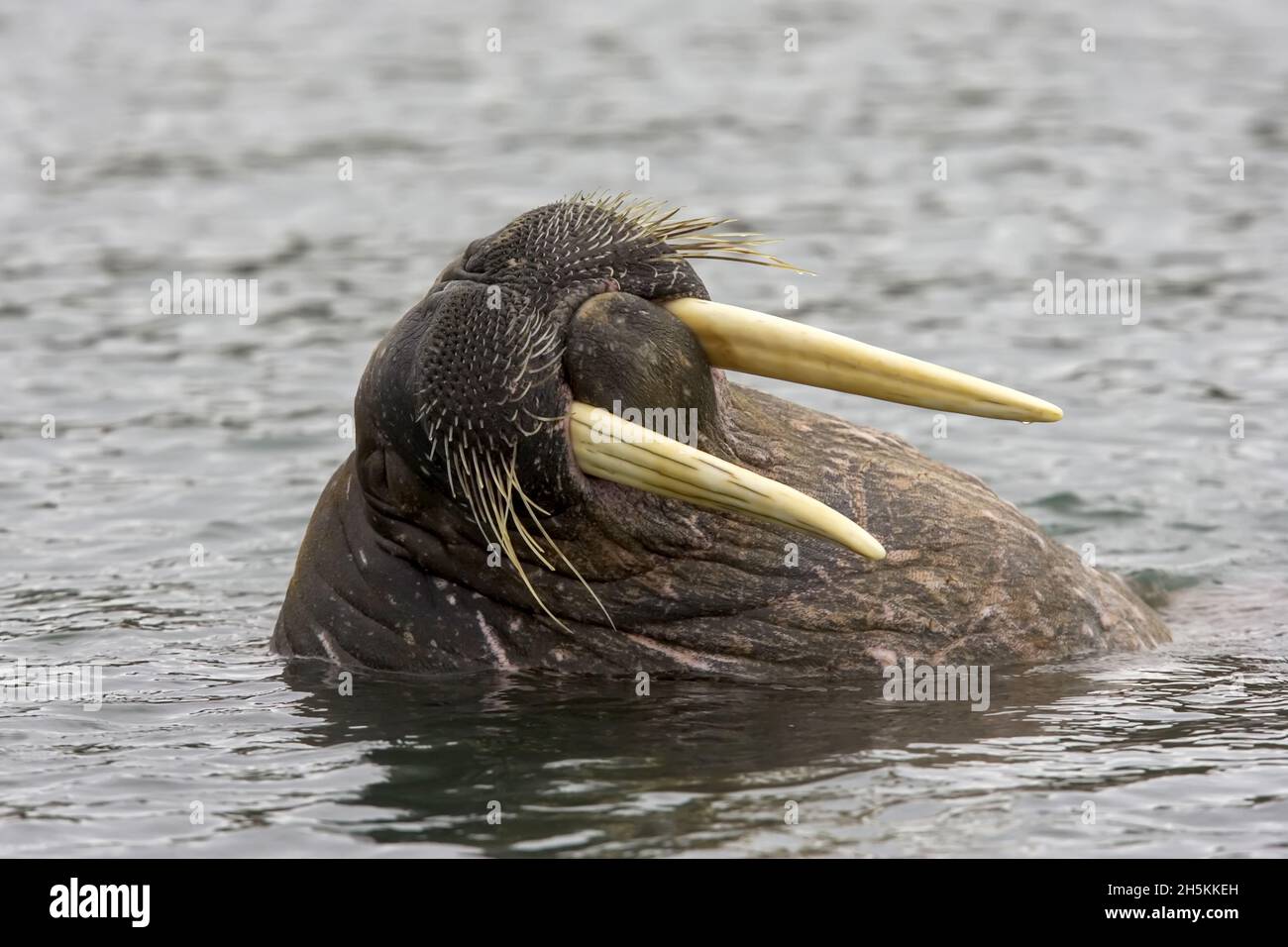 Anatomie du morse Banque de photographies et d’images à haute ...