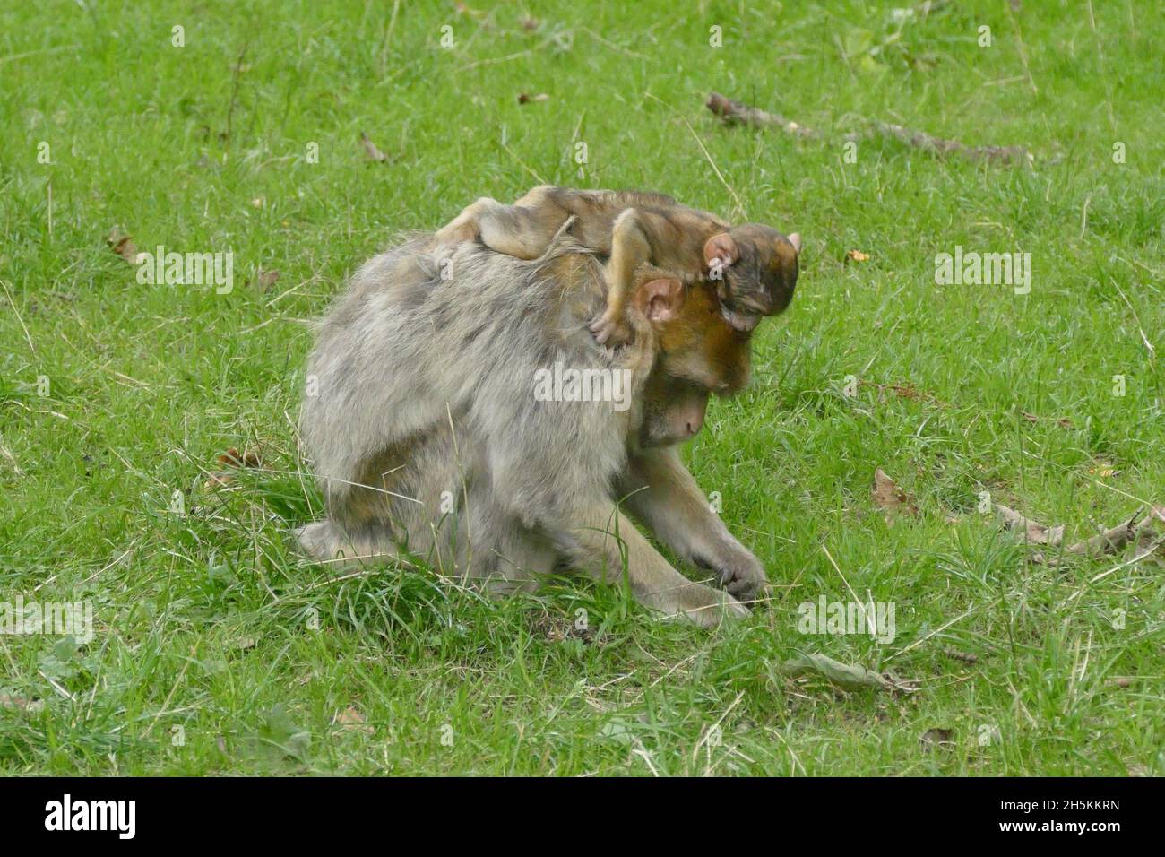 Bébé singe isolé Banque de photographies et d’images à haute résolution ...