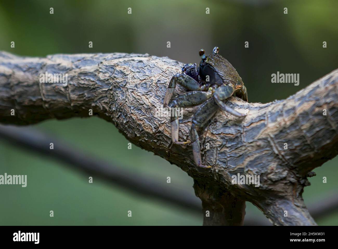 Mangrove tree crab Banque de photographies et d’images à haute ...