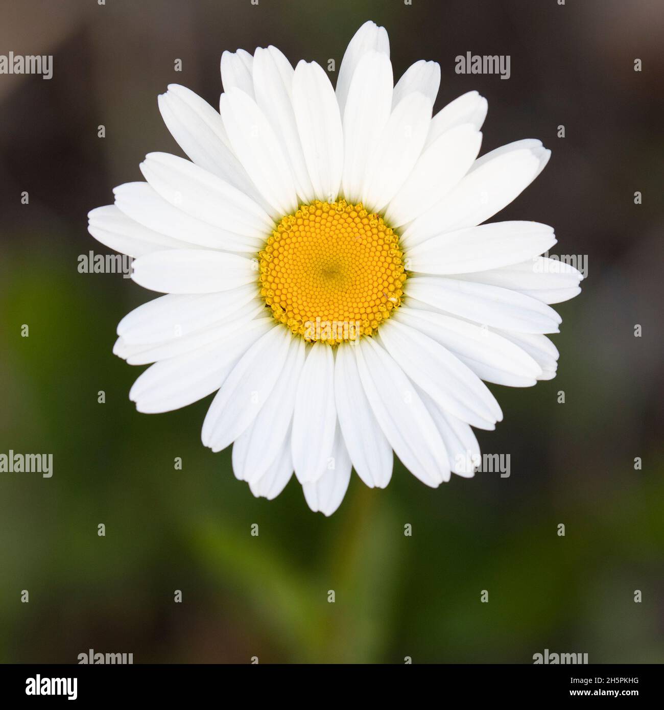Simple fleur blanche Banque de photographies et d’images à haute ...