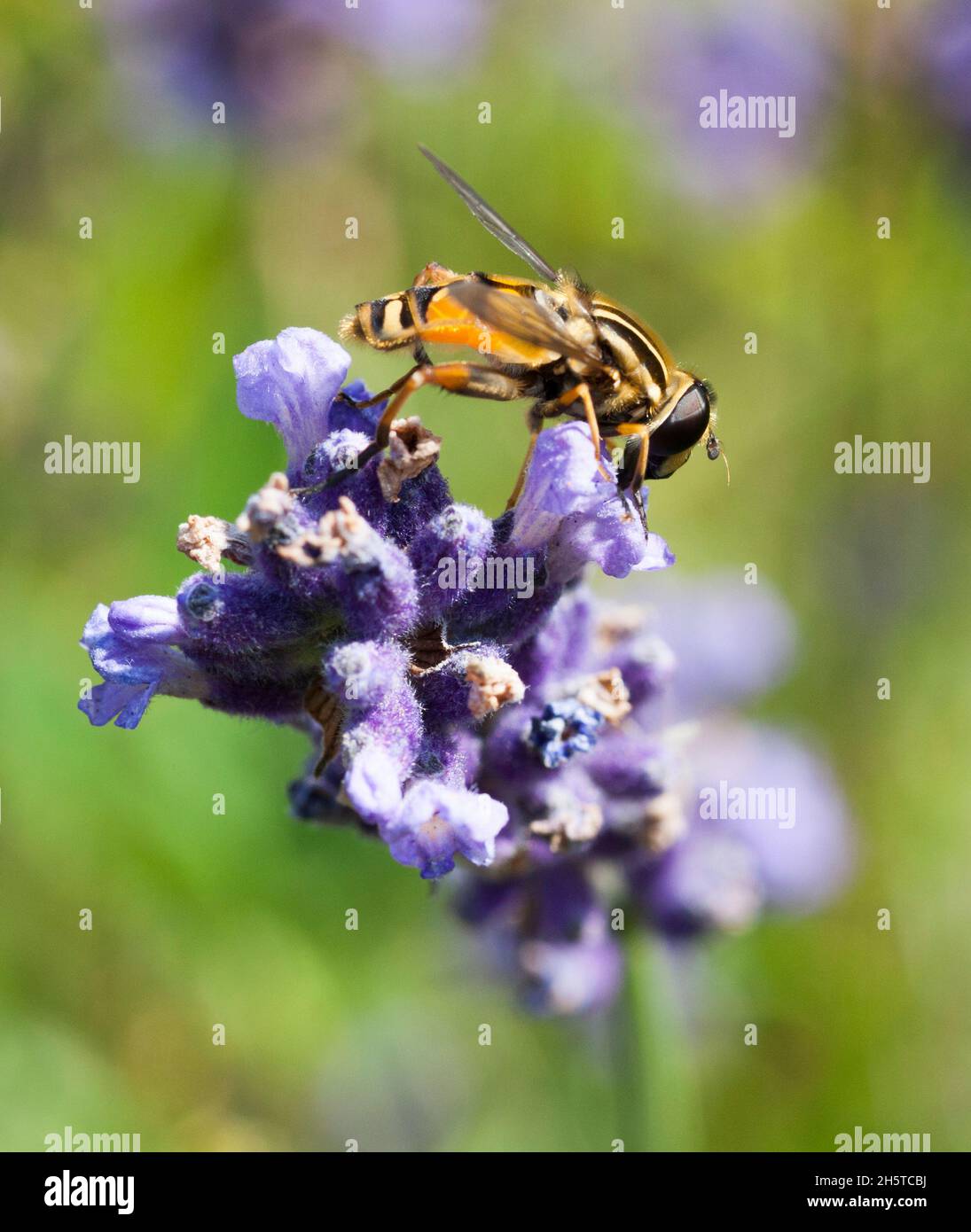 Helophilus pendulus helophilus pendulus Banque de photographies et d ...