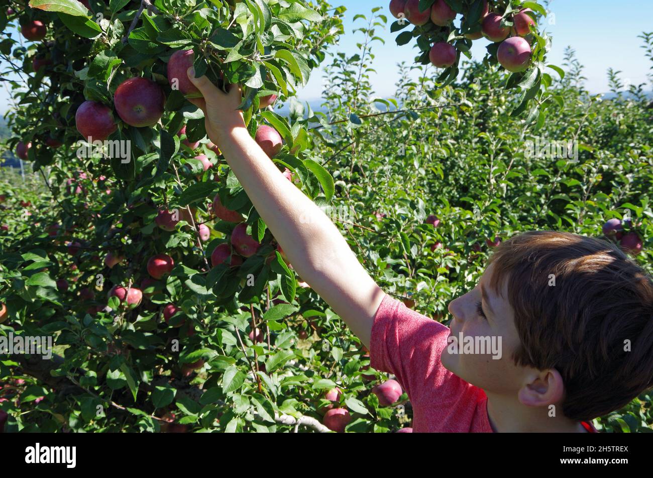 Jeune garçon qui atteint pour cueillir une pomme d'un pommier dans un ...
