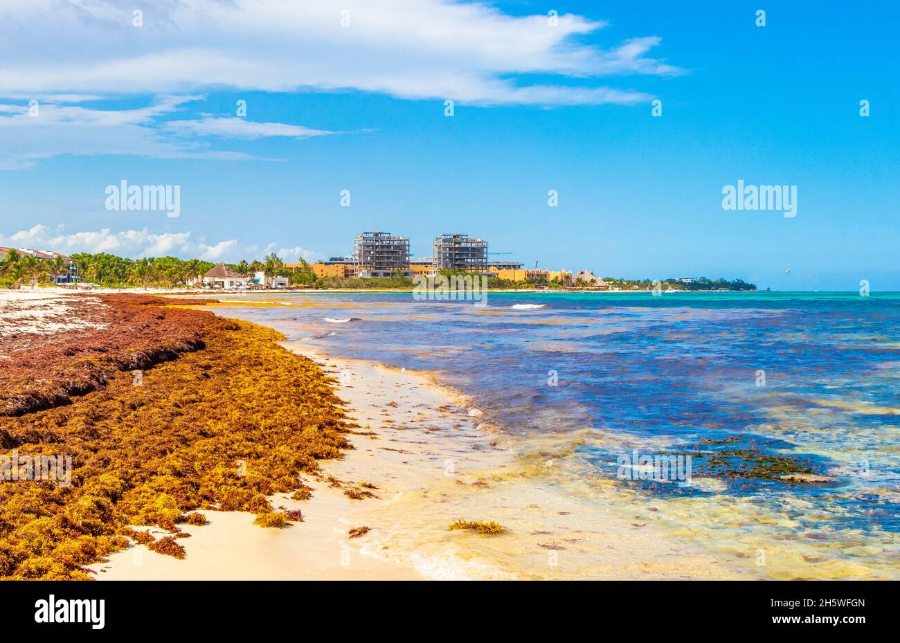 Il y a beaucoup d'algues rouges très dégoûtantes sargazo à la plage ...